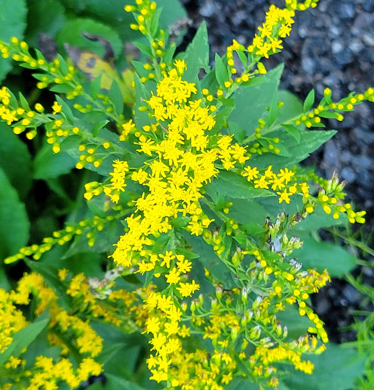 Goldenrod, Wrinkle-leaf (Solidago rugosa) | M R Gardens