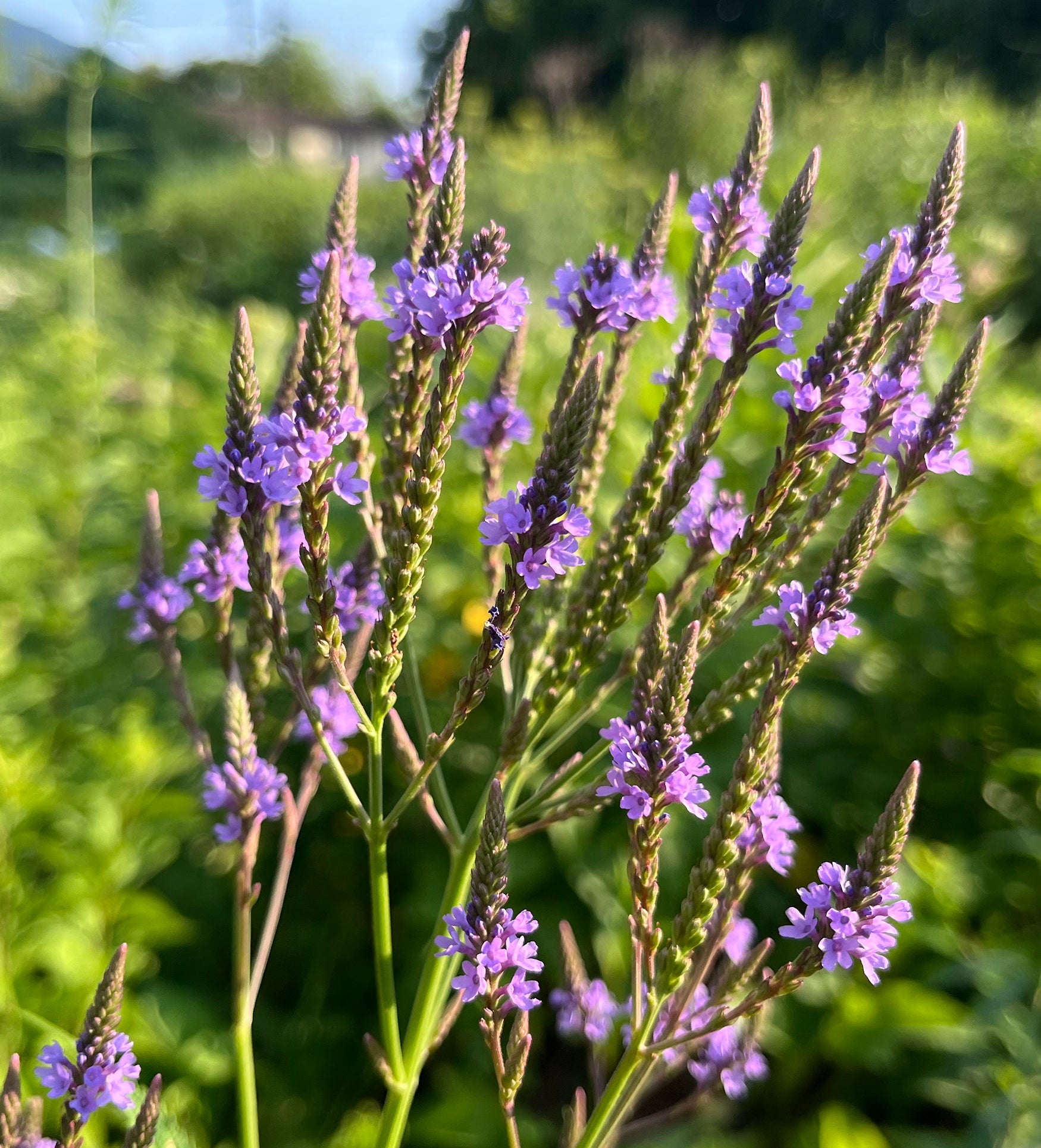 verbena hastata