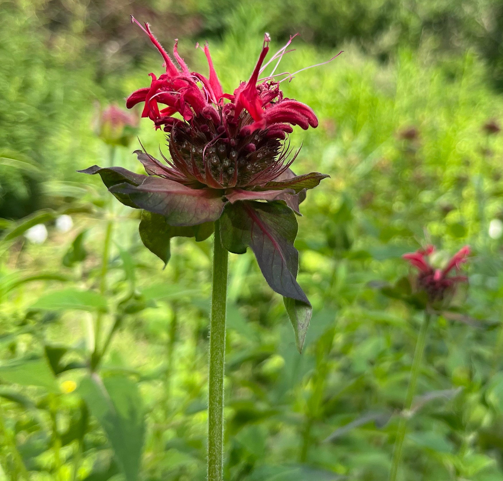 bee balm red