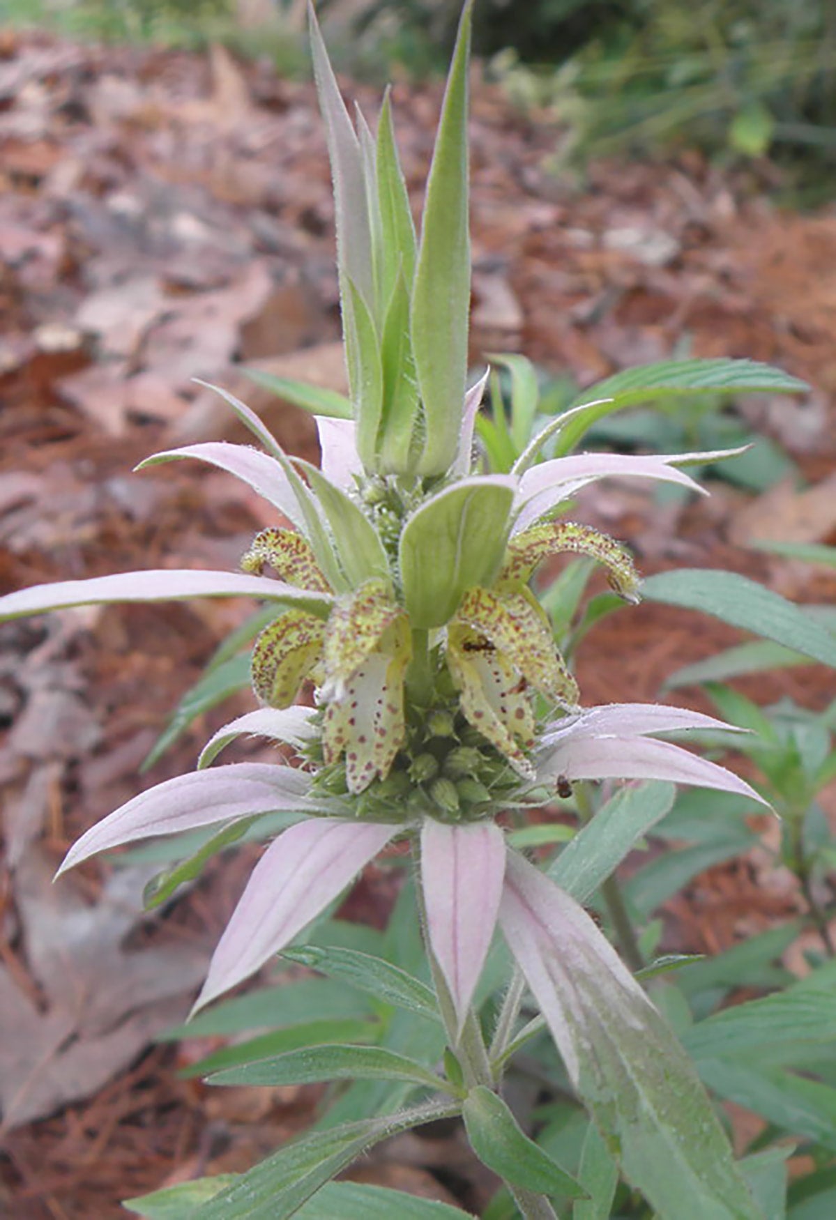 spotted bee balm