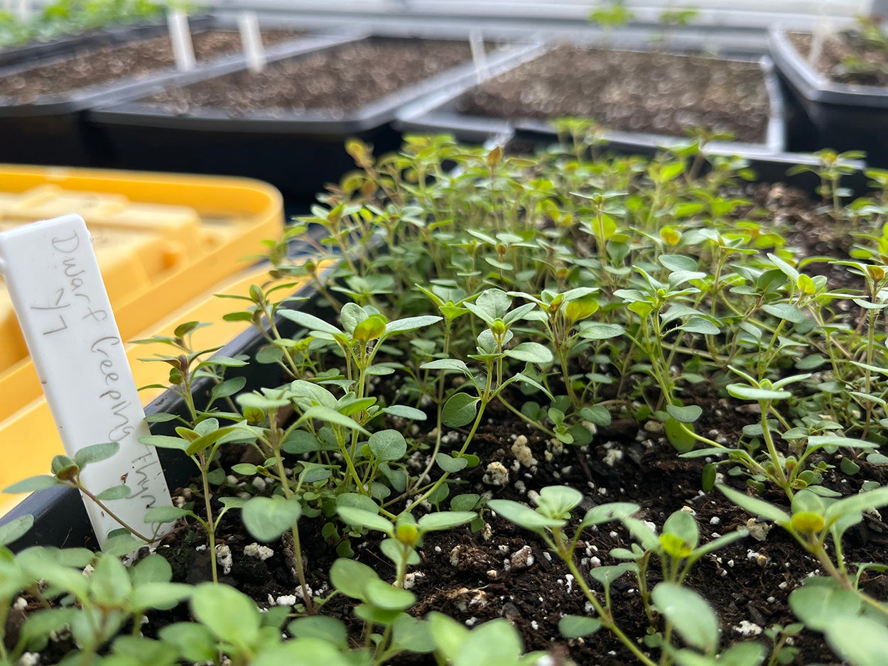 Thyme, Dwarf Creeping | M R Gardens