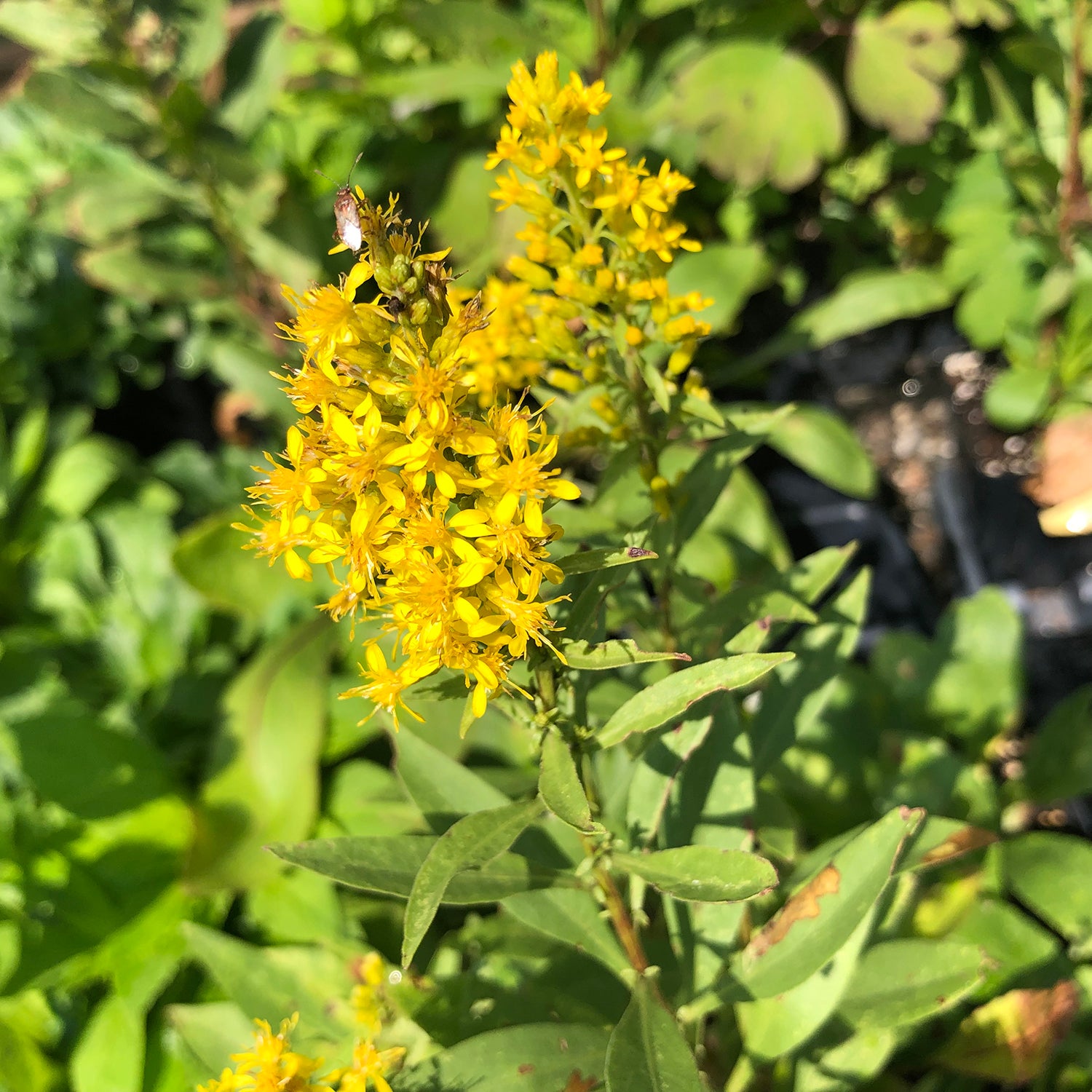Goldenrod, Sweet (Solidago odora) | M R Gardens