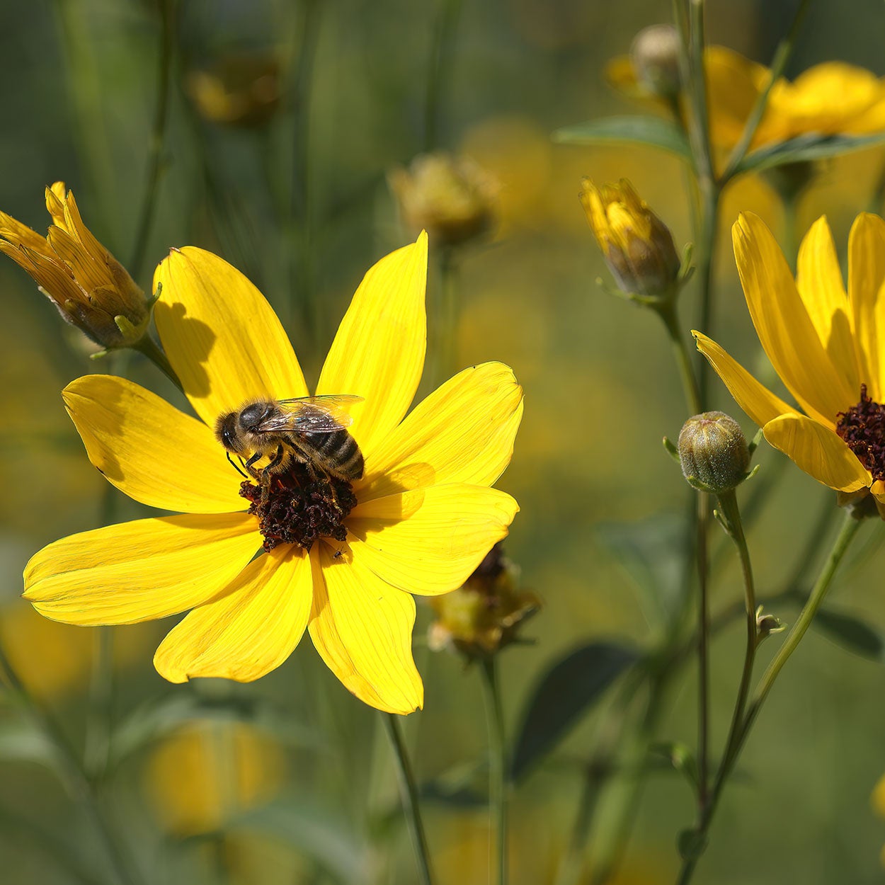 Coreopsis, Tall (C. tripteris) | M R Gardens