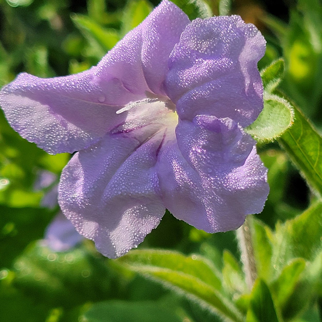 Petunia, Wild (Ruellia humilis) | M R Gardens