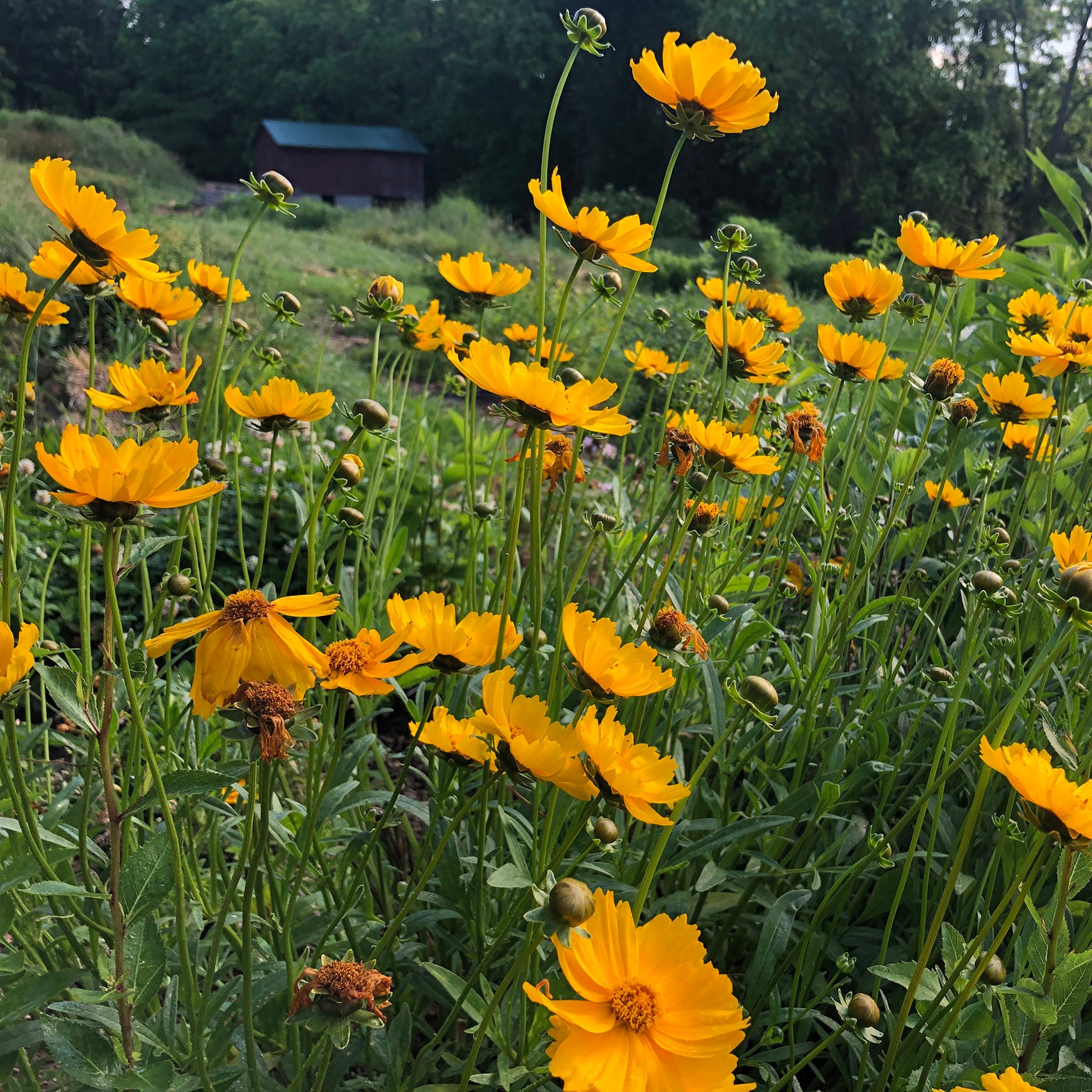 Coreopsis, Lance-leaf (C. lanceolata) | M R Gardens