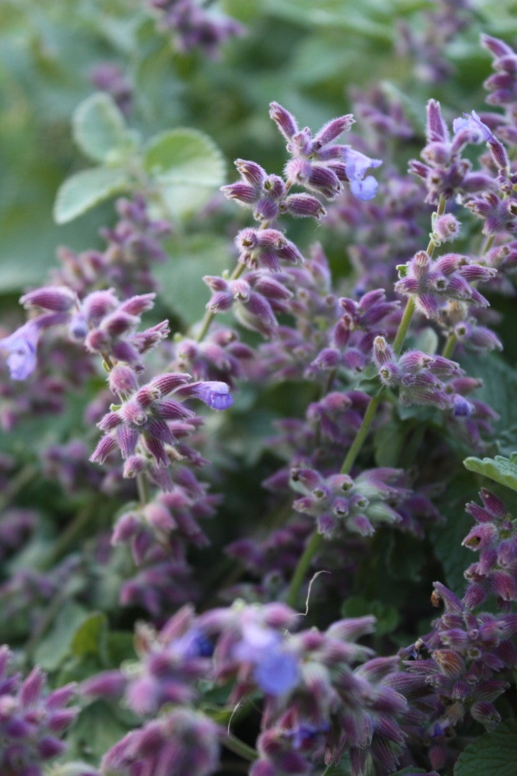 catmint leaves
