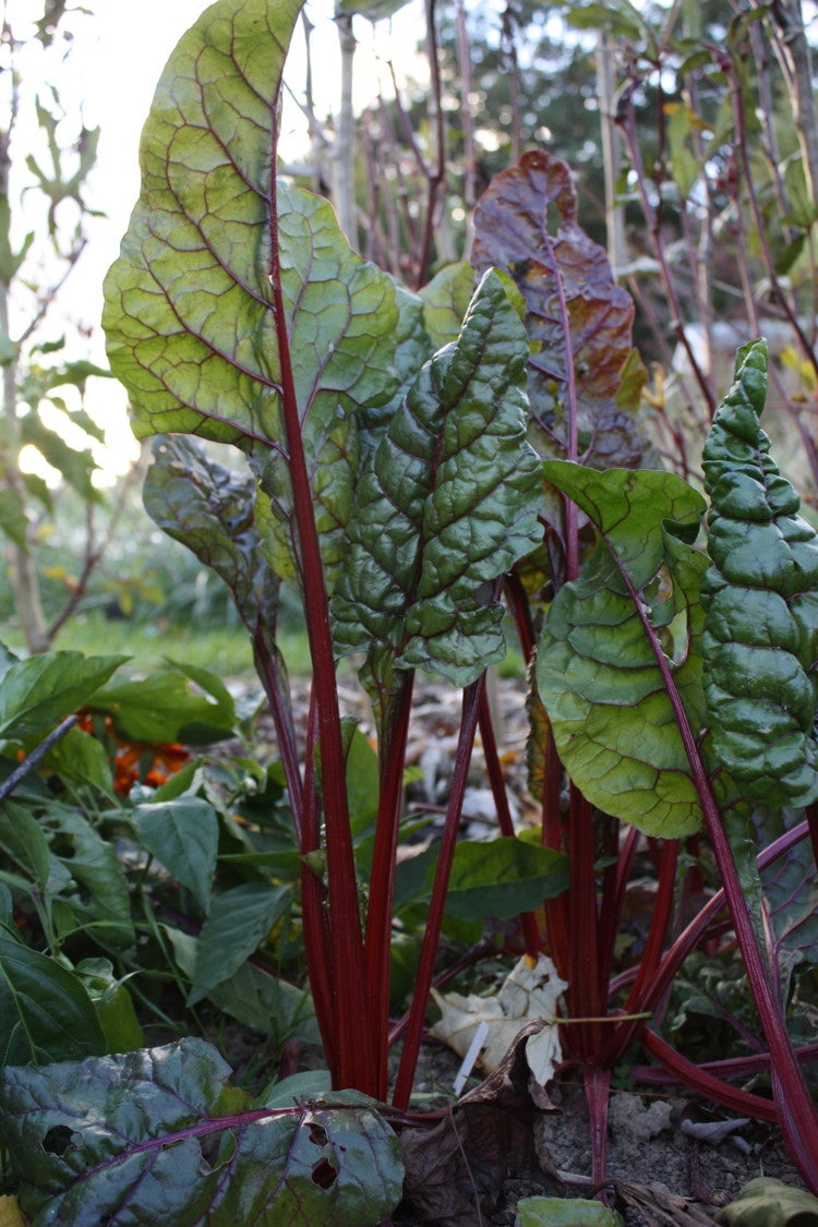 Swiss Chard - Ruby Red or other variety | M R Gardens