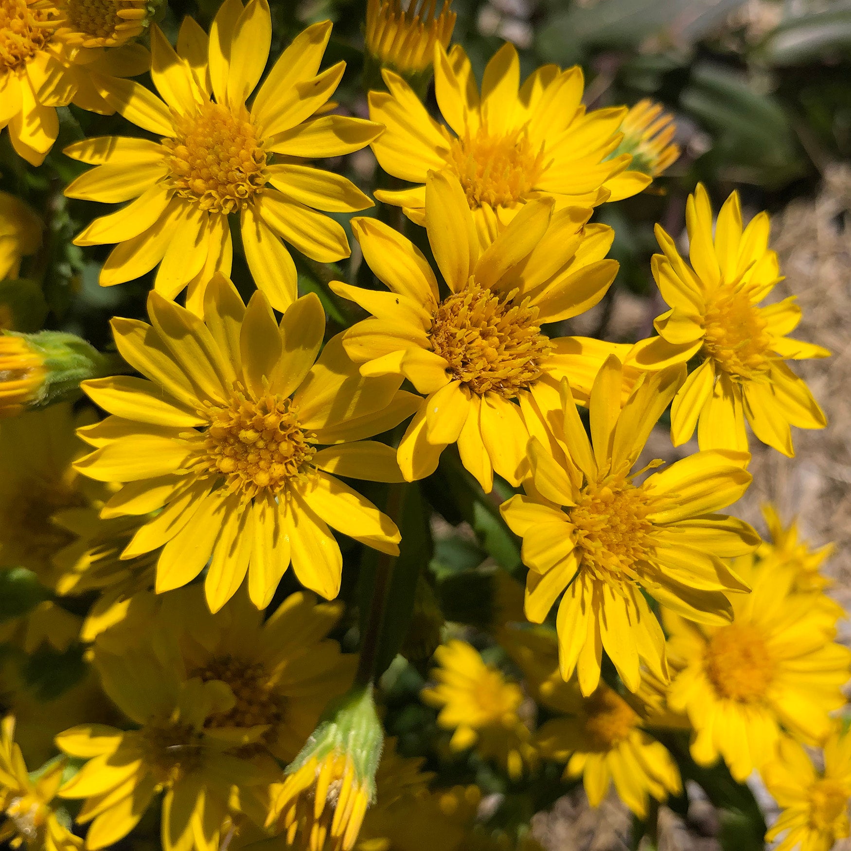 golden aster