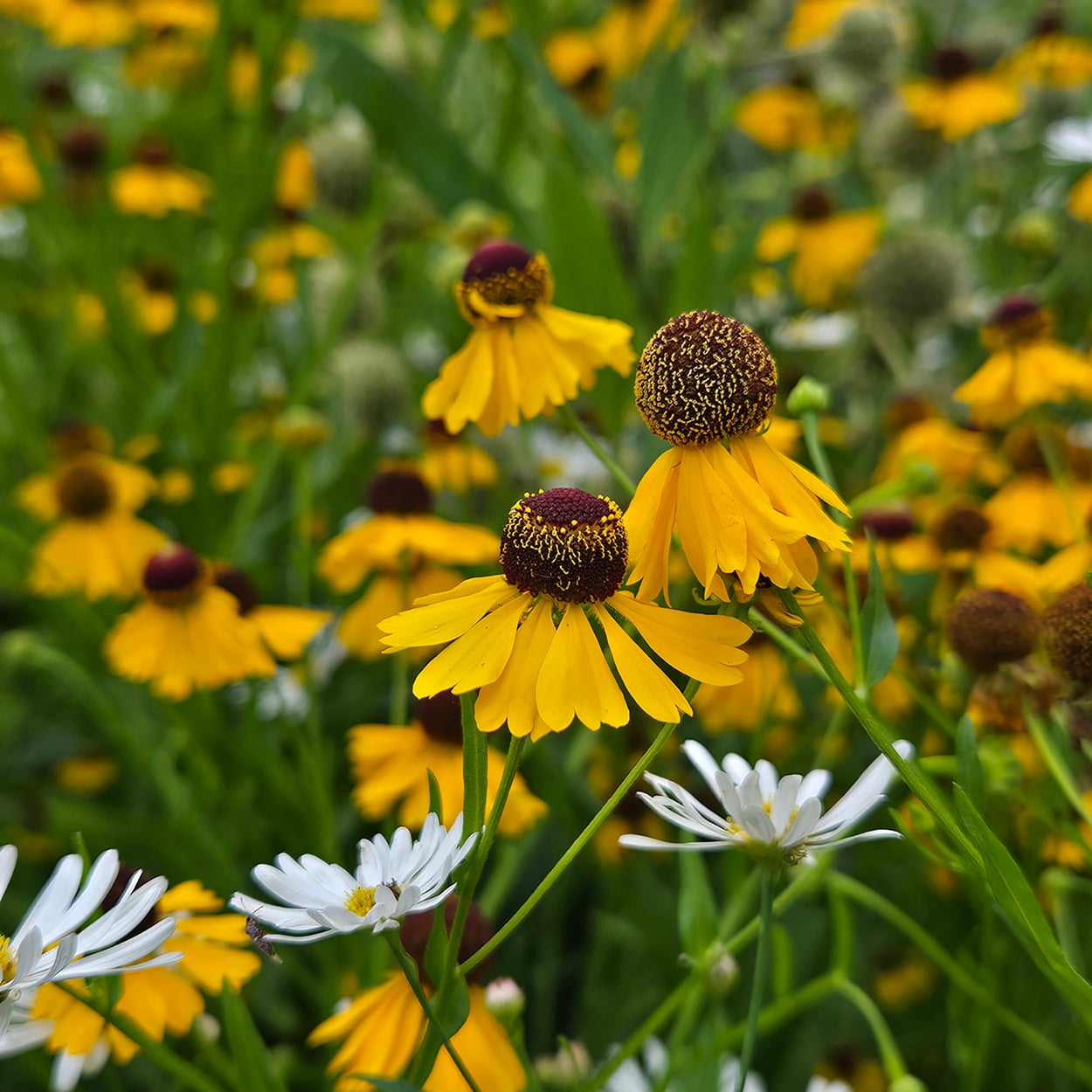 Sneezeweed, Purple-headed (Helenium flexuosum) | M R Gardens