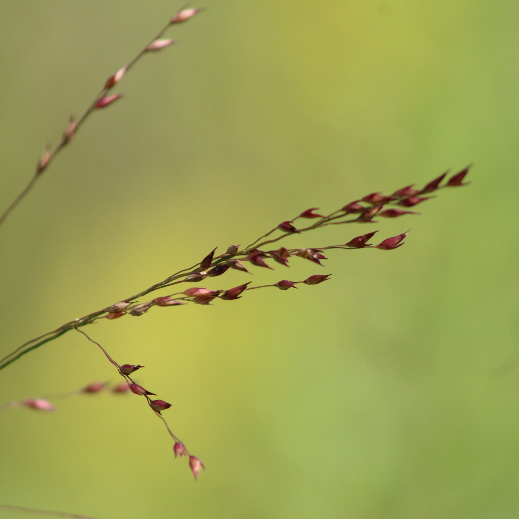 fall panicum seed head