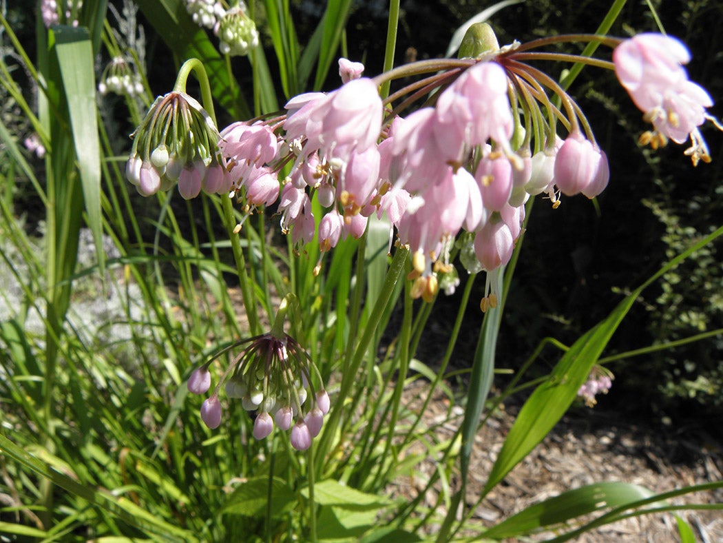 allium cernuum
