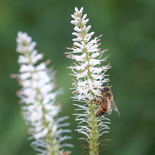culver's root flower