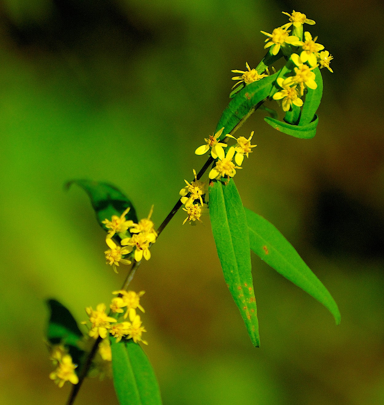 solidago caesia spacing