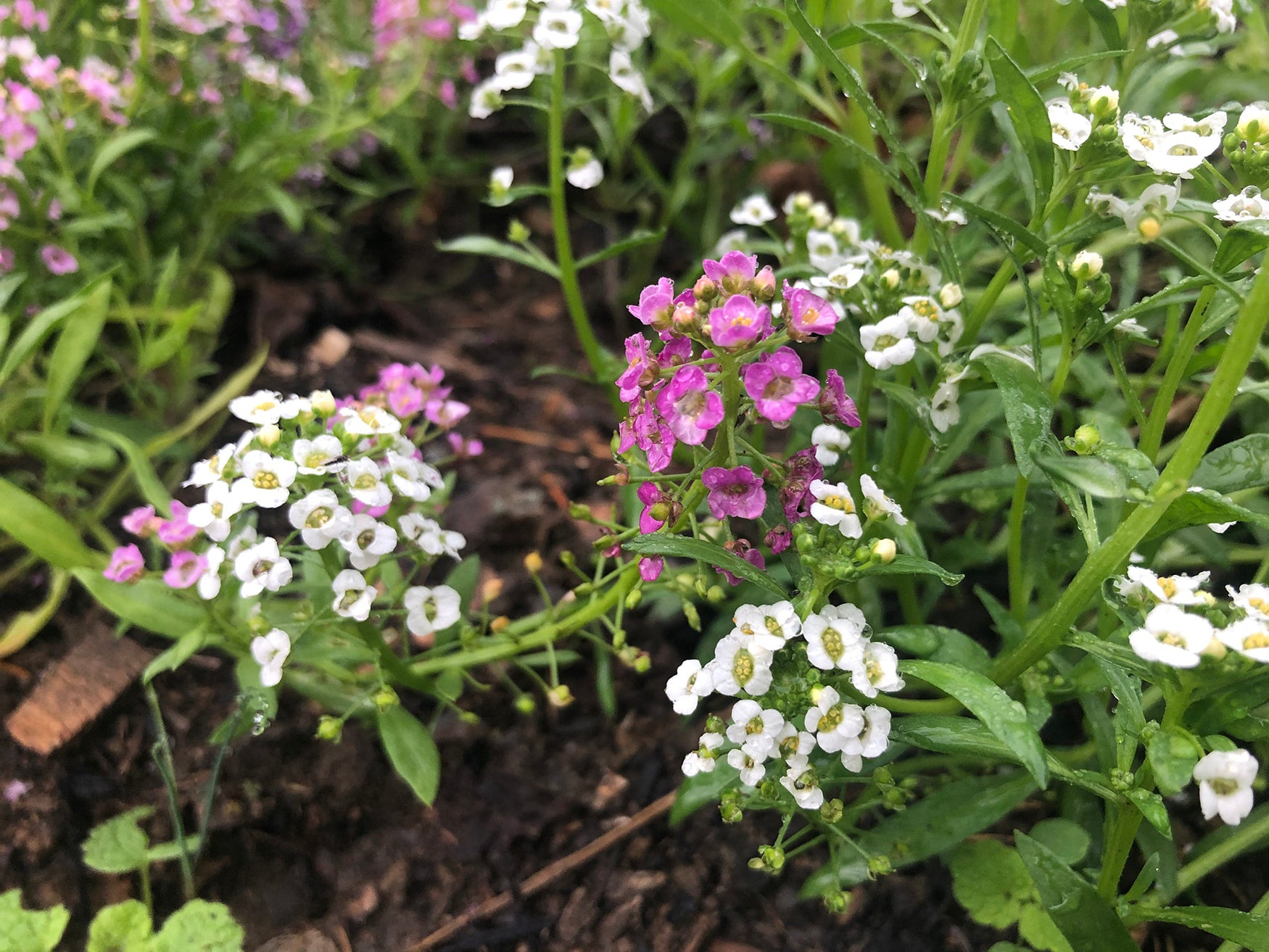 Sweet Alyssum - Mix of Purple, Pink and White | M R Gardens