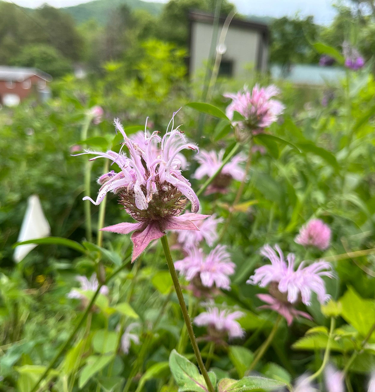 bee balm flower
