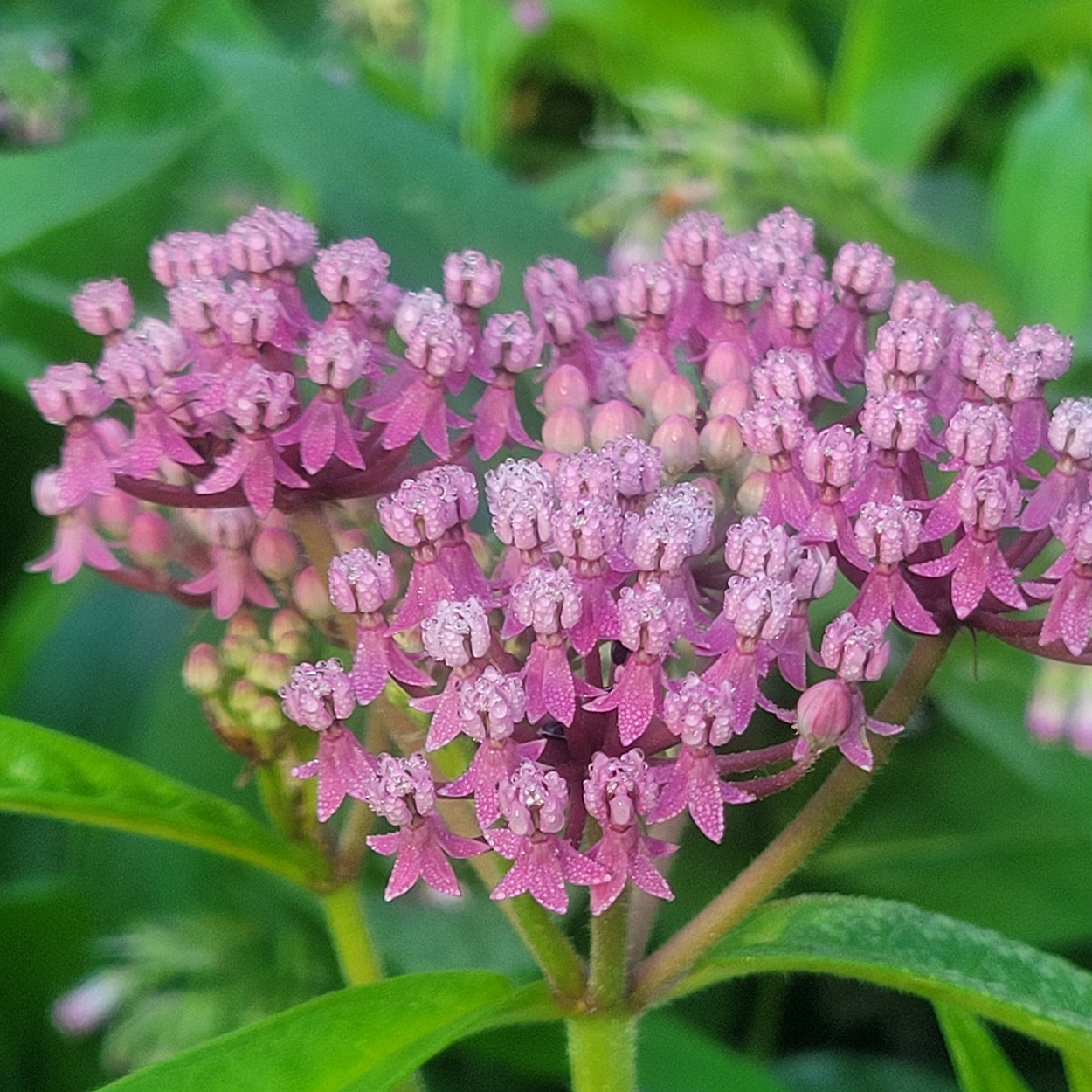 Milkweed, Eastern Swamp (Asclepias incarnata var. pulchra) | M R Gardens