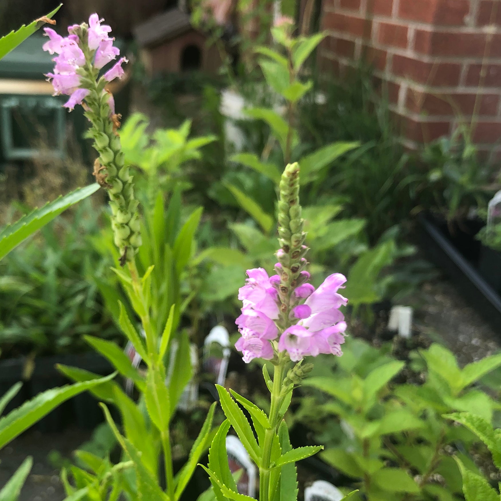 Obedient Plant (Physostegia virginiana) | M R Gardens