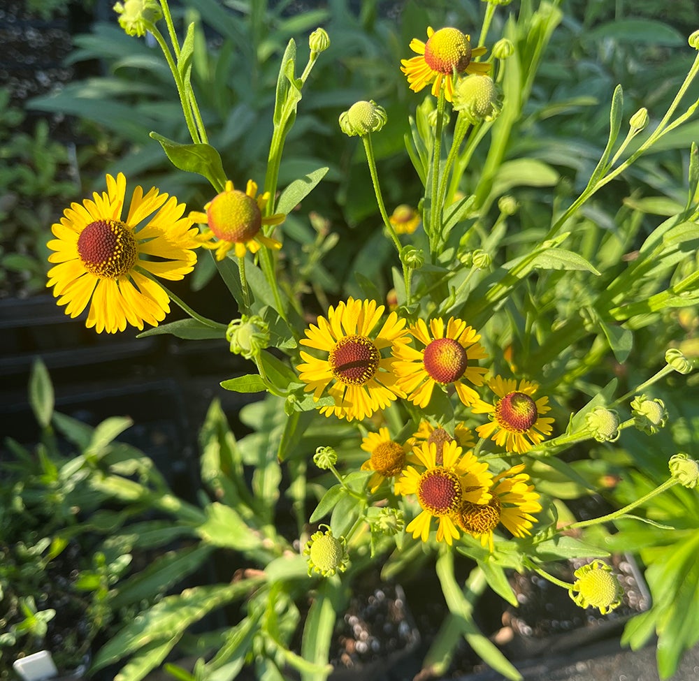 Sneezeweed, Purple-headed (Helenium flexuosum) | M R Gardens