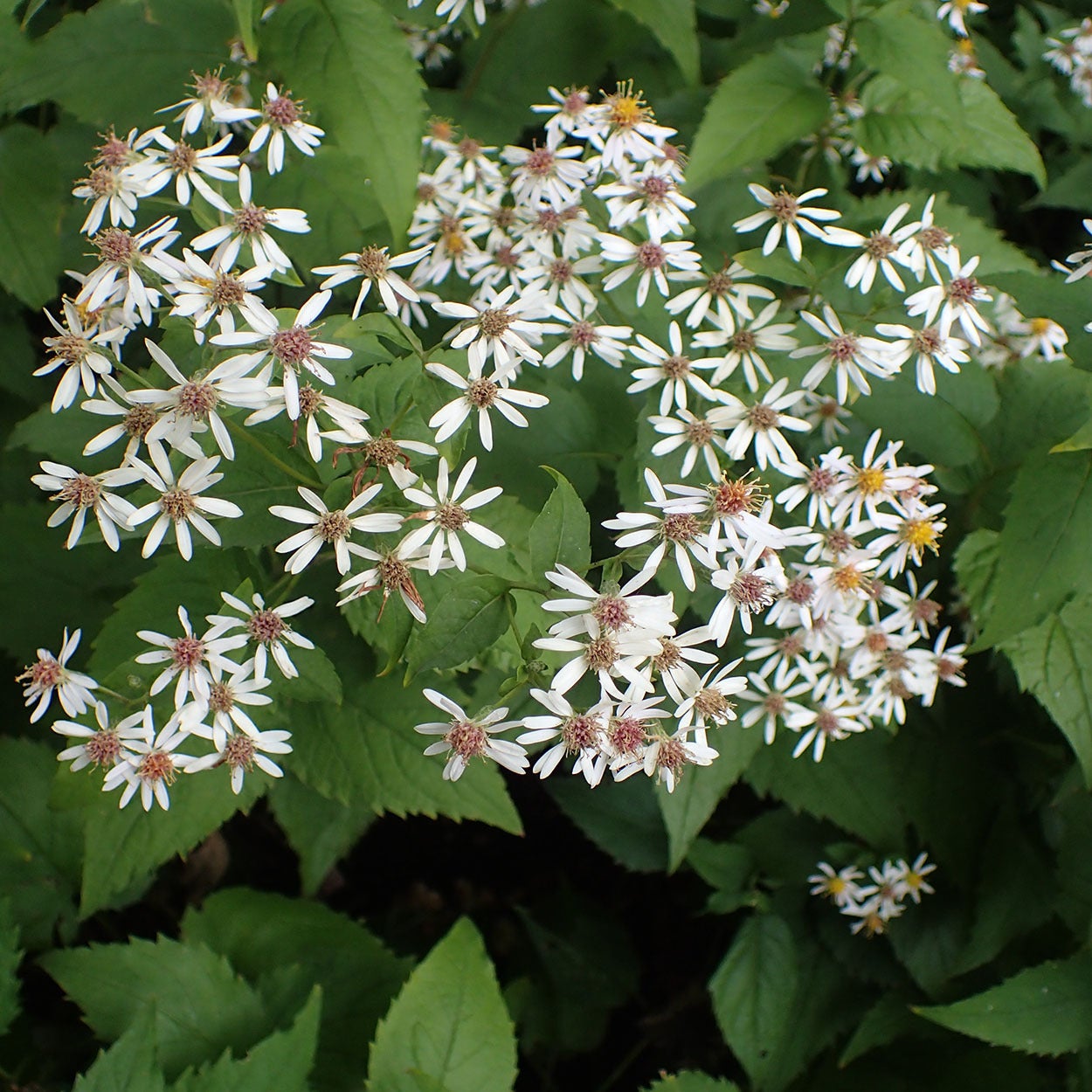 Aster, Big-leaved (Eurybia macrophylla) | M R Gardens