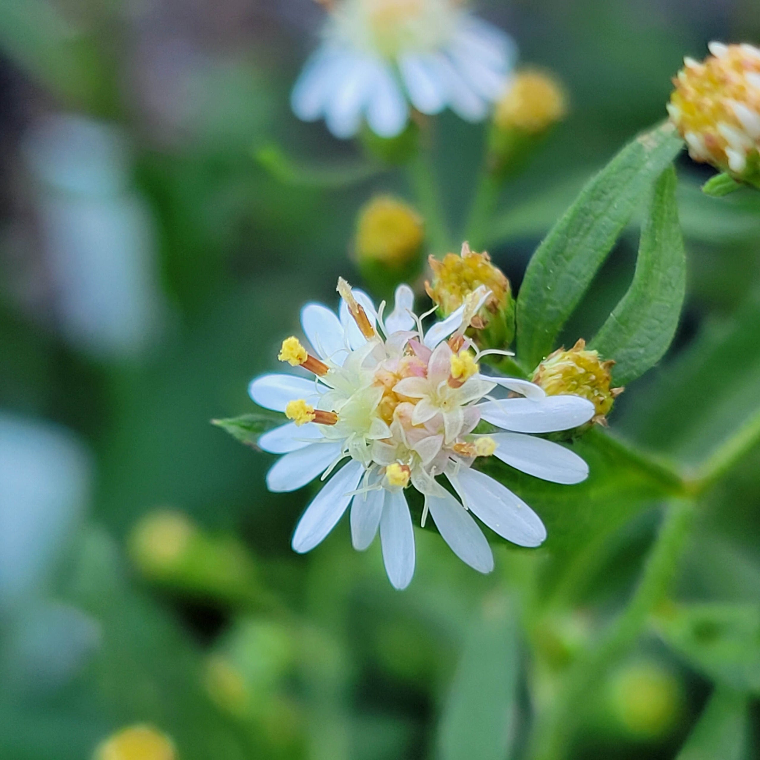 Aster, Calico (Symphyotrichum lateriflorum) | M R Gardens