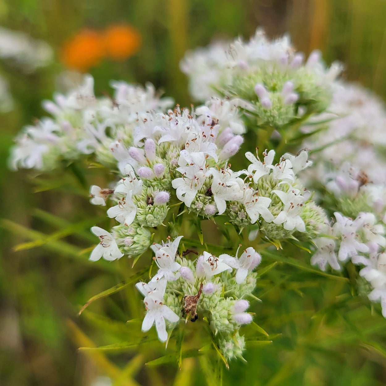 Mountain Mint, Slender (Pycnanthemum tenuifolium) | M R Gardens