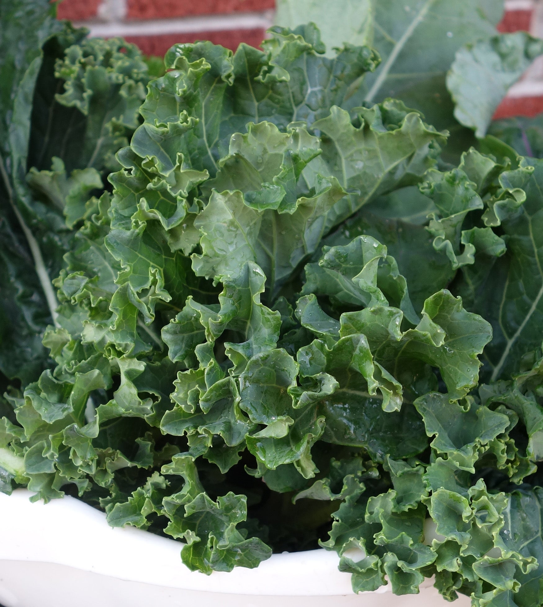Kale - Dwarf Siberian | M R Gardens