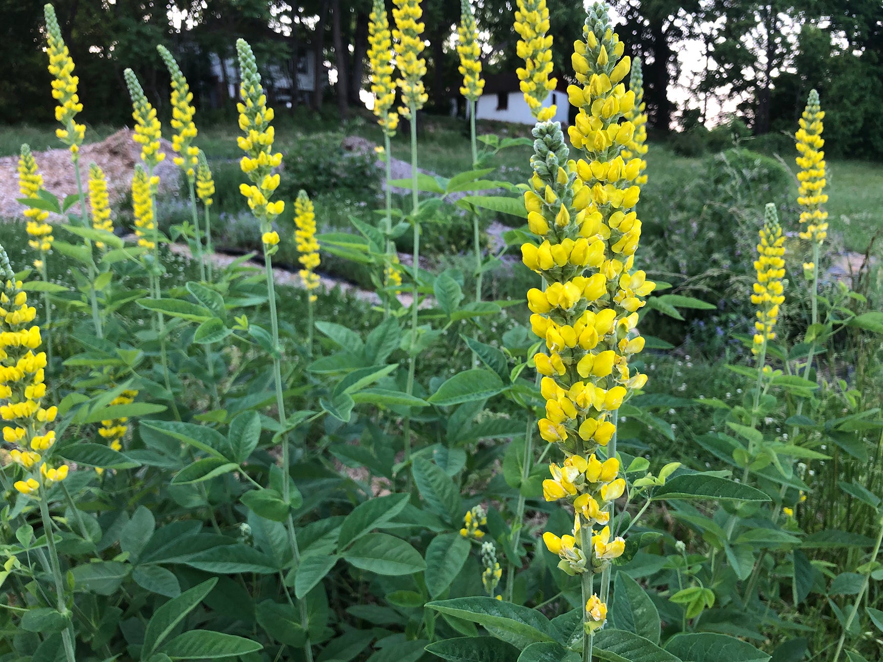 Carolina Bush Pea (Thermopsis villosa) | M R Gardens